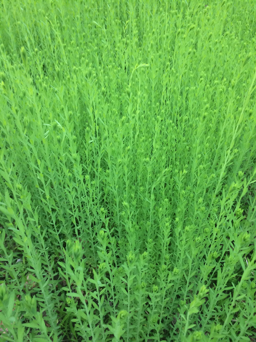 Back in Stock 2025 - Linore Flax - Seeds - Linum Usitatissimum ...
